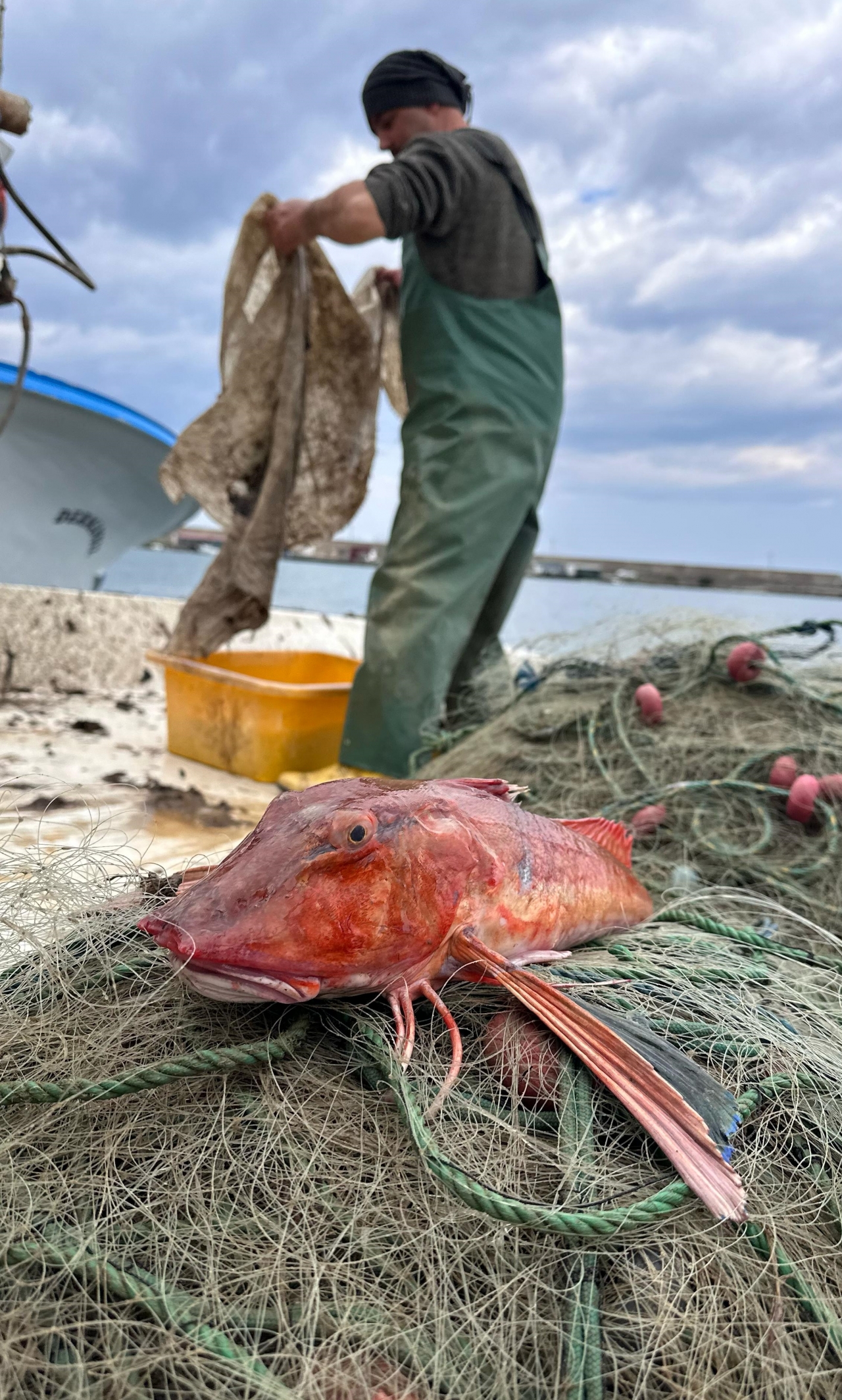 Karadeniz'de nadir görülen fener ve kırlangıç balığı ağlara takıldı ...